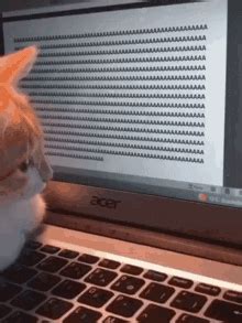 Typing Cat  S Tenor