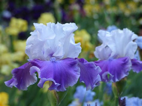 Tall Bearded Iris Iris Planting Page 10 Schreiners Gardens