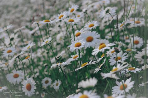 Aimée Sutherland Photography