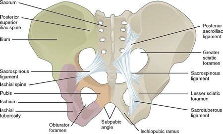 Ischium Physiopedia