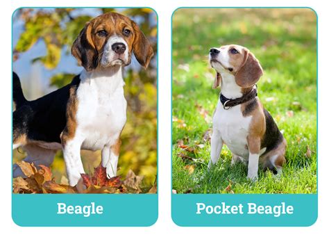Miniatuur Beagle Vs Gewone Beagle Beagle News Dr Barbara