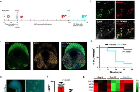 Spinal Cord Organoids Could Unlock Safer Treatment For Pregnant Women