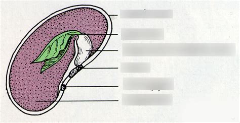 Dicot Seed Diagram Diagram Quizlet