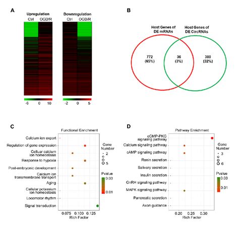 Functional Annotation Clustering Of Differentially Expressed De Download Scientific Diagram