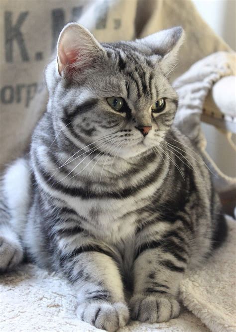 American Shorthair Colors