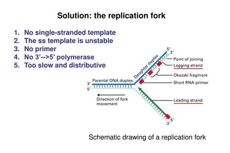 Ppt Dna Polymerase Summary Powerpoint Presentation Free Download Id 701552