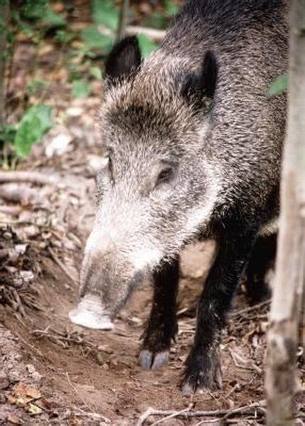 How To Tan Wild Boar Hides Gone Outdoors Your Adventure Awaits