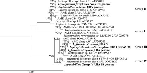 Neighbor Joining 16s Rrna Phylogenetic Tree Of Leptospirillum Spp Download Scientific Diagram