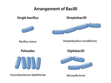 103 Chain Bacilli Royalty Free Photos And Stock Images Shutterstock