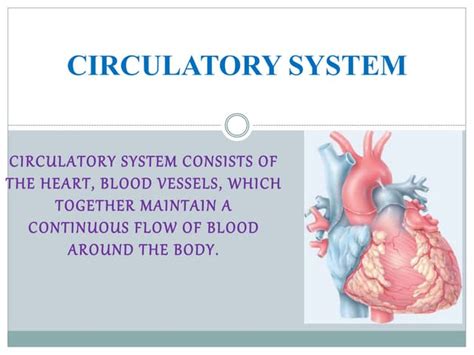Pulmonary And Systemic Circulation Ppsx