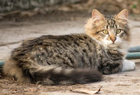 Eurasian Cat Images Free Download On Freepik
