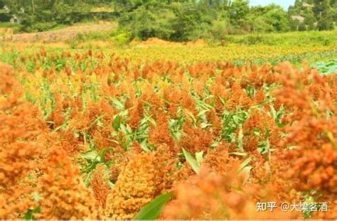 赏万亩高粱 品大梁茗酒 知乎