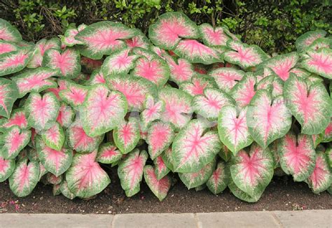 Caladium Bicolor Care A Complete Guide To Spectacular Foliage