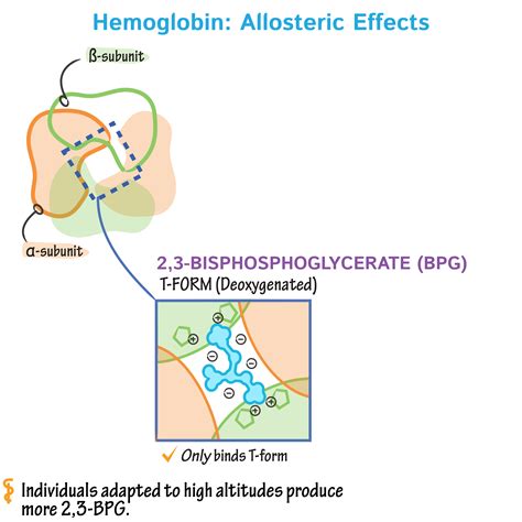 Biochemistry Glossary Hemoglobin And Myoglobin 4 Dissociation Curves Ditki Medical