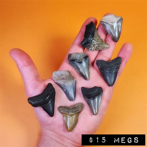 Squirts Fossil Dig Kit Code Black Fossils