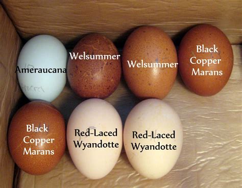 Hatching Black Copper Marans Eggs Ddvlne