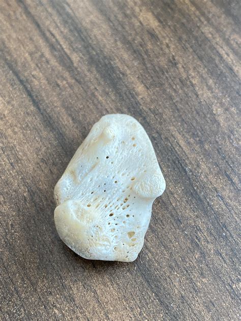 What Is This Bone Looking Tooth With Holes R Bonecollecting