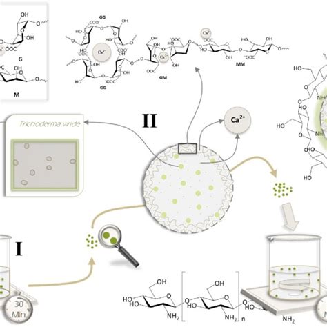 Influence Of Microsphere And Microcapsule Surface Roughness On Chemical Download Scientific