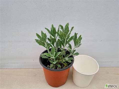 러시안세이지 노지월동 ~노지월동 잘 되는 러시안세이지 블루스틸입니다 야생화 허브 수생식물 채소 동백 심폴