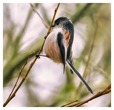 Long Tailed Tit Birdforum