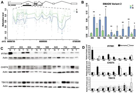 易基因｜独家分享：高通量测序后的下游实验验证方法——dna甲基化篇 知乎