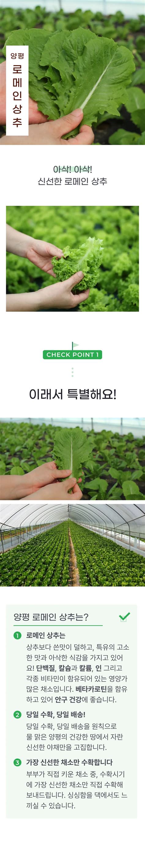 팔도감 싱그러운 로메인 상추 500g