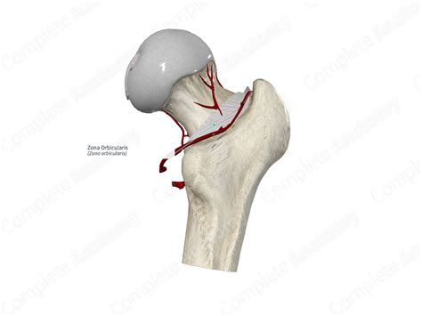 Zona Orbicularis Complete Anatomy