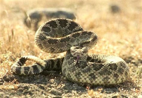California Rattlesnakes How To Avoid Respect Or Eat This Snake