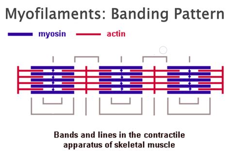 Myofilaments Banding Pattern Diagram Quizlet