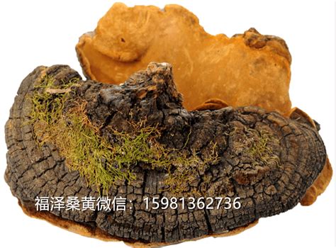 桑黄是什么桑树桑黄怎么鉴别桑黄有什么功效如何服用 搜狐大视野 搜狐新闻
