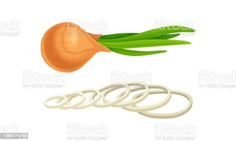 신선한 전체 및 슬라이스 노란색 양파 전구 세트 벡터 일러스트 0명에 대한 스톡 벡터 아트 및 기타 이미지 0명 개체 그룹 녹색 Istock