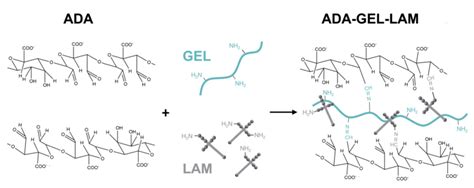 Schematic Of Ada Gel Lam Hydrogel By Oxidation Of Alginate Alginate Download Scientific