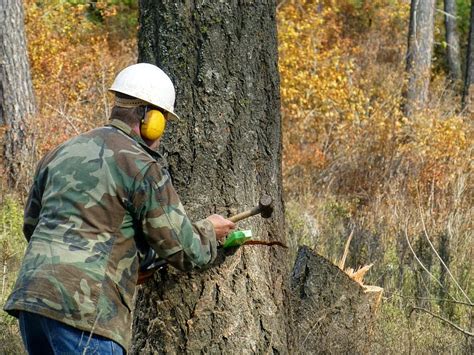 Rural Revolution Small Scale Logging