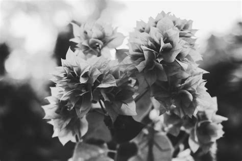 무료 이미지 꽃잎 봄 자연 검정 흰색 검은 꽃 나무 껍질 아름다운 지독한 흐림 닫다 피사계 심도 플로라 꽃들 초점 성장 Hd 벽지 색깔