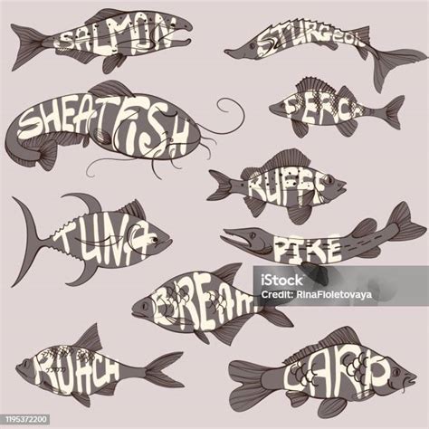 낚시 일러스트 손으로 그린 글자 잉어 바퀴벌레 농어 연어 철갑상어 참치 주름 피치 파이크 도미 기호 벡터 0명에 대한 스톡 벡터