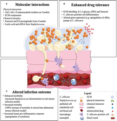 Staphylococcus Aureus Infection Symptoms