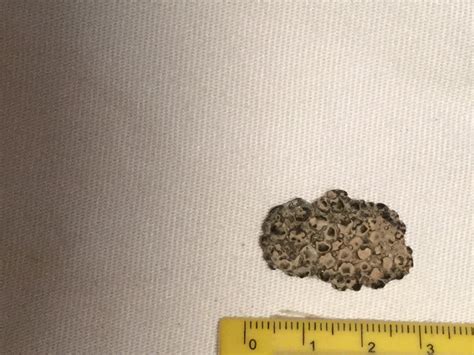 Undentfied Calvert Cliffs Maryland Object Fossil ID The Fossil Forum