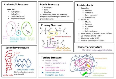 Biology As Level Ocr Proteins Revision A Level Biology Biochemistry Notes Gcse Biology Revision Biology As Level Ocr Proteins Revision A Level Biology Biochemistry Notes Gcse Biology Revision