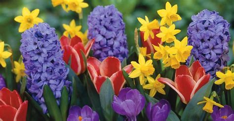 Цветница Съновникът