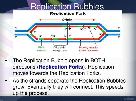 DNA Structure Replication Ppt Download
