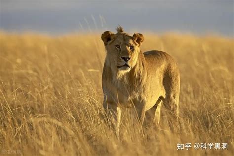 为什么说雌狮才是真正的狮王？它们一生中要经历多少次丧子之痛？ 知乎