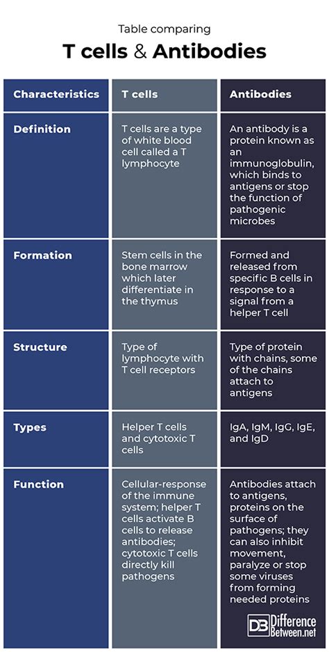 Difference Between T Cells And Antibodies Difference Between T