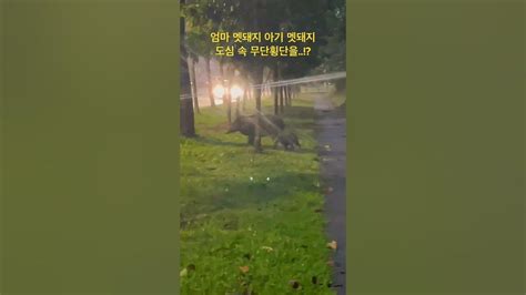 도심에 엄마 아기 멧돼지 출몰 Youtube