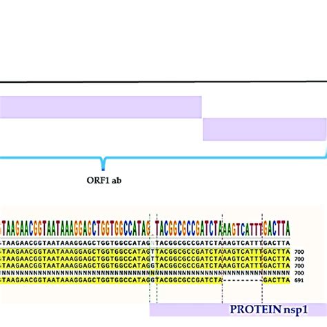 Genome Characterization Of Sars Cov 2 A Schematic Representation Of