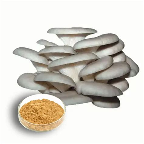 Four Main Methods For Extracting Oyster Mushroom Extract Powder From Plants