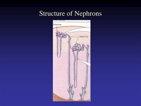 Ppt Cell Junctions And Extra Cellular Matrix Ii Powerpoint Presentation Id 318060