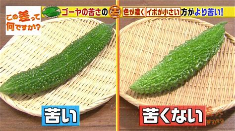 苦いゴーヤと苦くないゴーヤは見分けられる！ポイントは色とイボの大きさ｜tbsテレビ