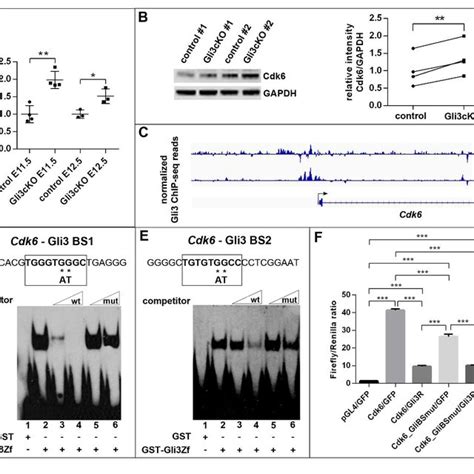 The Binding Partners Ligands Of Gpr56 And The Cellular Functions Download Scientific Diagram