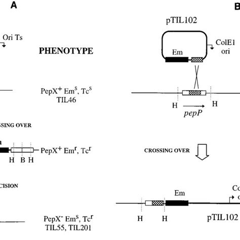 Schematic Representation Of The Integrations Of The Tetracycline Download Scientific Diagram