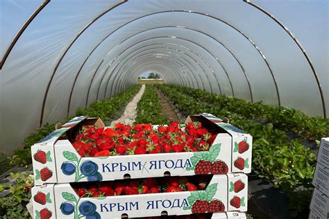 В Нижнегорском районе продолжается сбор клубники Лента новостей Крыма